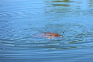 What Do Carp Eat In the Wild? - Natural food and feeding habits
