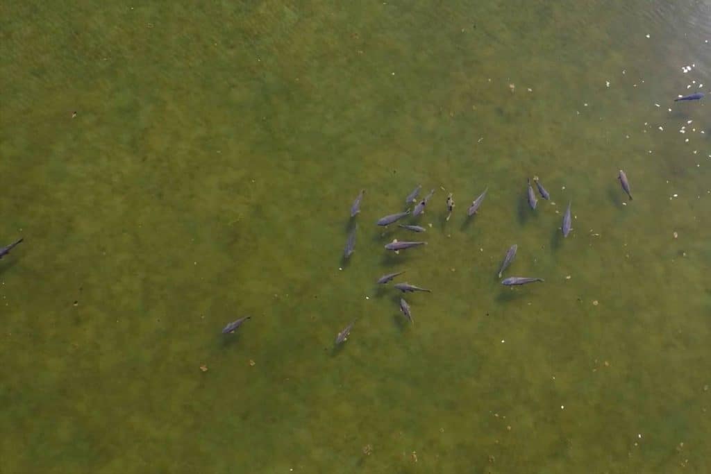 What Do Carp Eat In the Wild? - Natural food and feeding habits