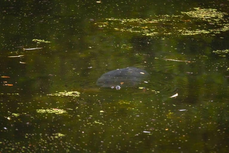 What Do Carp Eat In the Wild? - Natural food and feeding habits