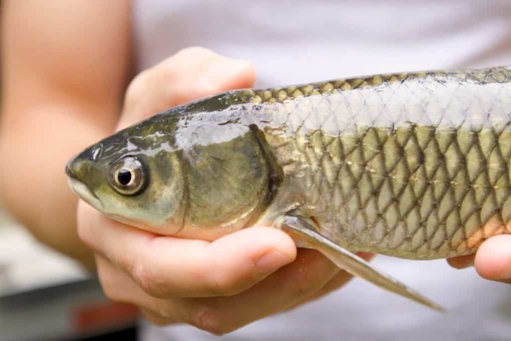 A Guide To Carp Species | CarpQuest