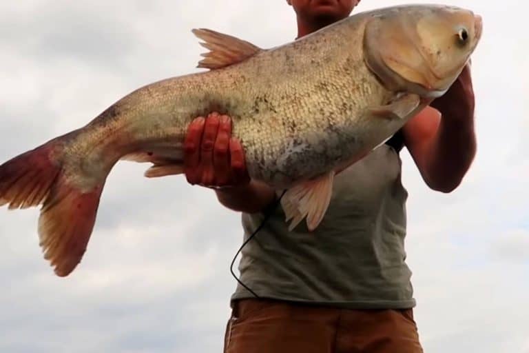 A Guide To Carp Species | CarpQuest