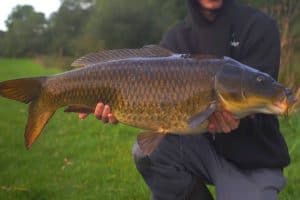 A Guide To Carp Species | CarpQuest