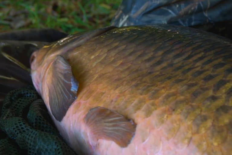 A Guide To Carp Species | CarpQuest