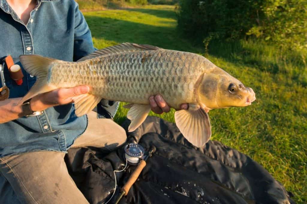 A Guide To Carp Species | CarpQuest