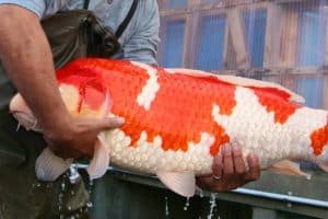 A Guide To Carp Species | CarpQuest