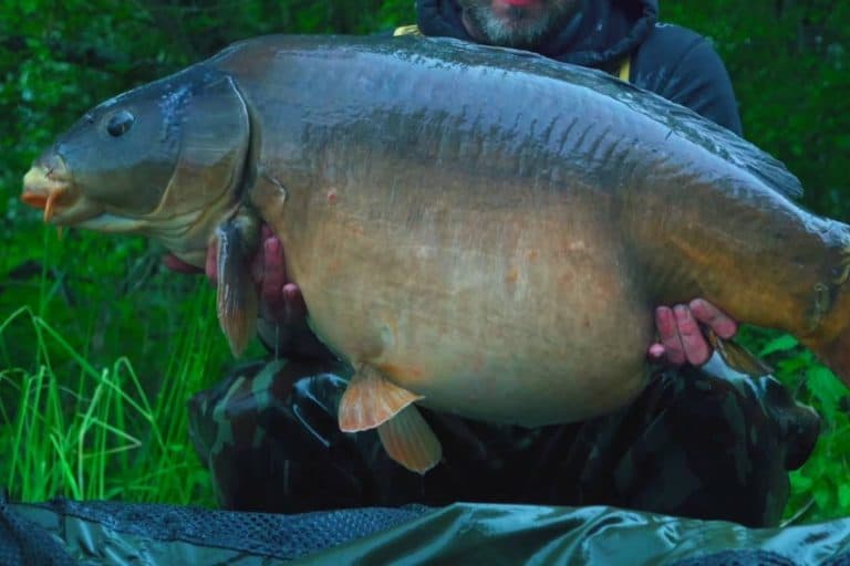 A Guide To Carp Species | CarpQuest