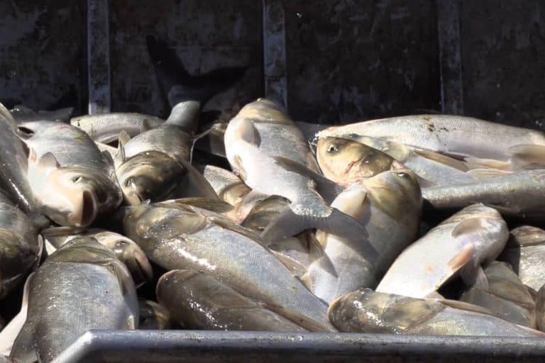 A Guide To Carp Species | CarpQuest