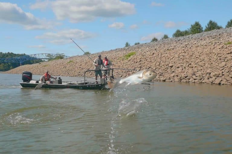 Why Do Carp Jump Out of the Water? - Understanding Behaviour