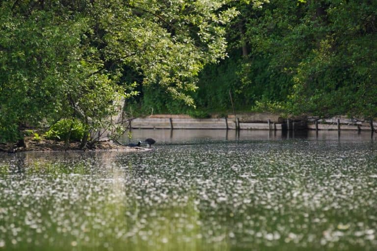 Understanding Carp Feeding Behaviour | CarpQuest