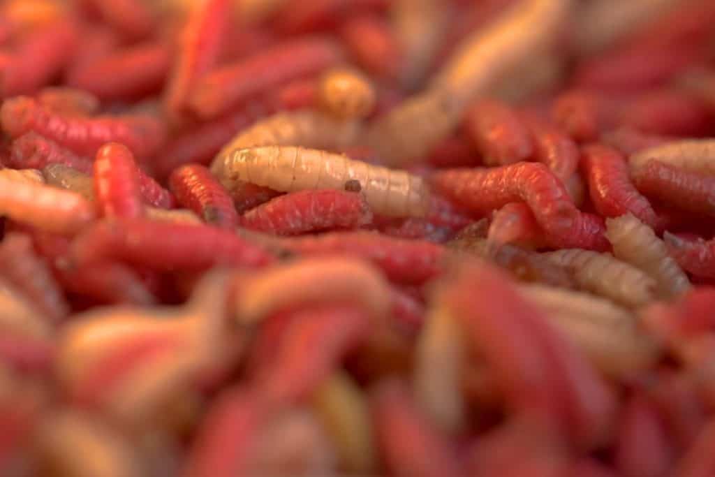 Understanding Carp Feeding Behaviour | CarpQuest