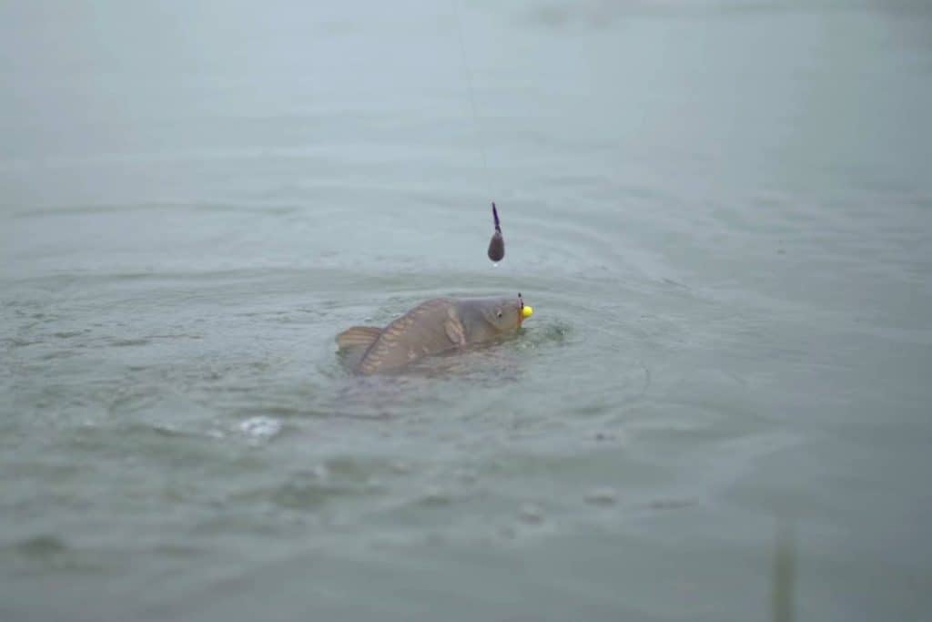 Understanding Carp Feeding Behaviour | CarpQuest