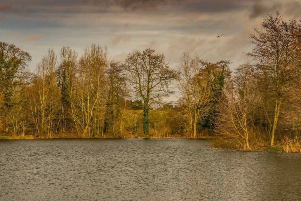 Norfolk Carp Fishing Lakes Near Me - Discover The Best Fishing Spots