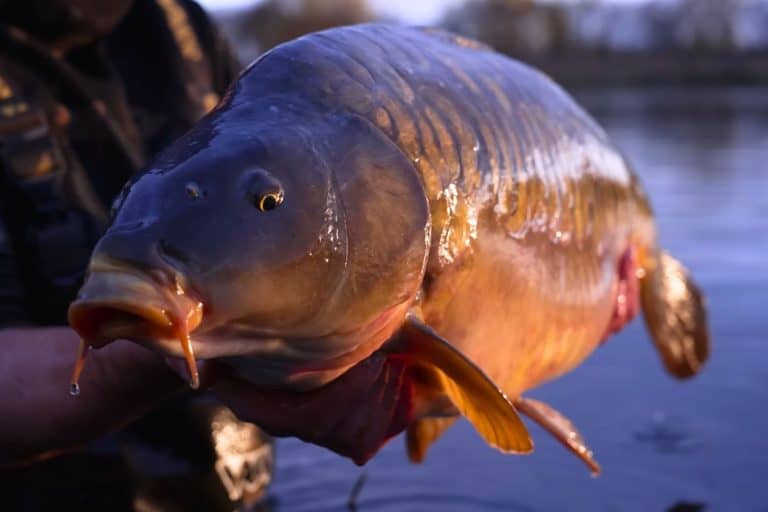 UK Carp Fishing Regulations: Key Rules & Guidelines