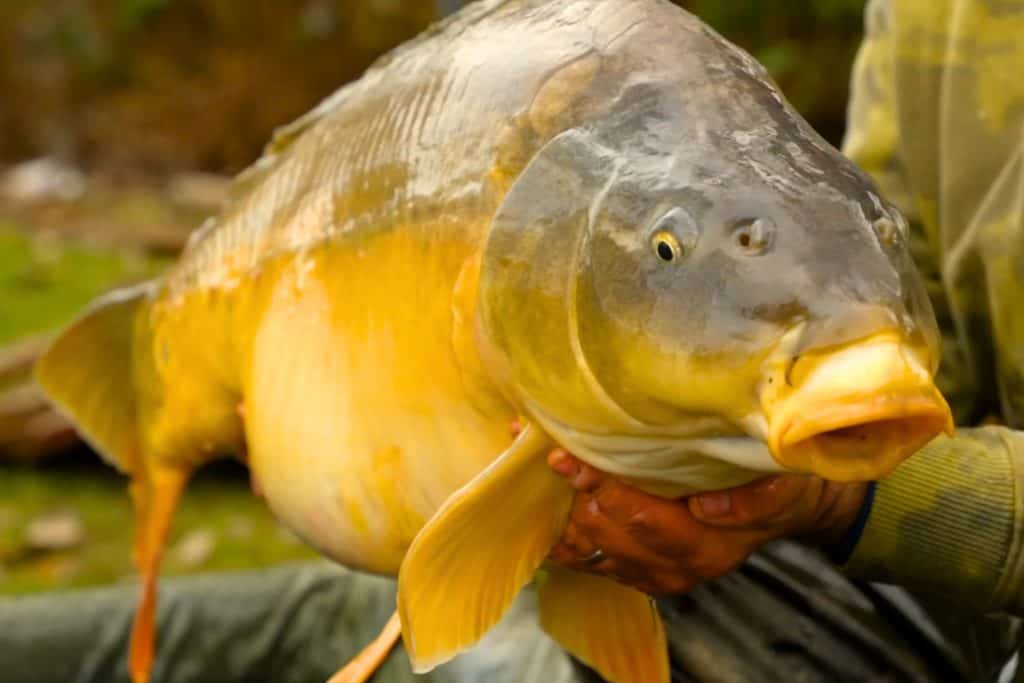 UK Carp Fishing Regulations: Key Rules & Guidelines