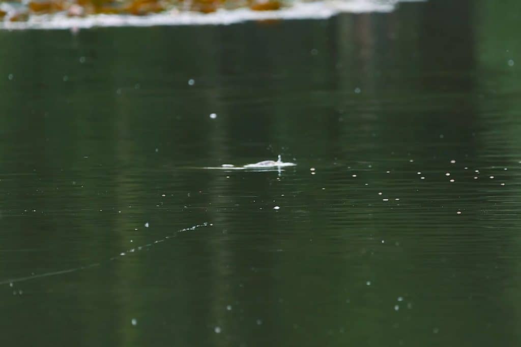 Surface Fishing for Carp: A Comprehensive Guide