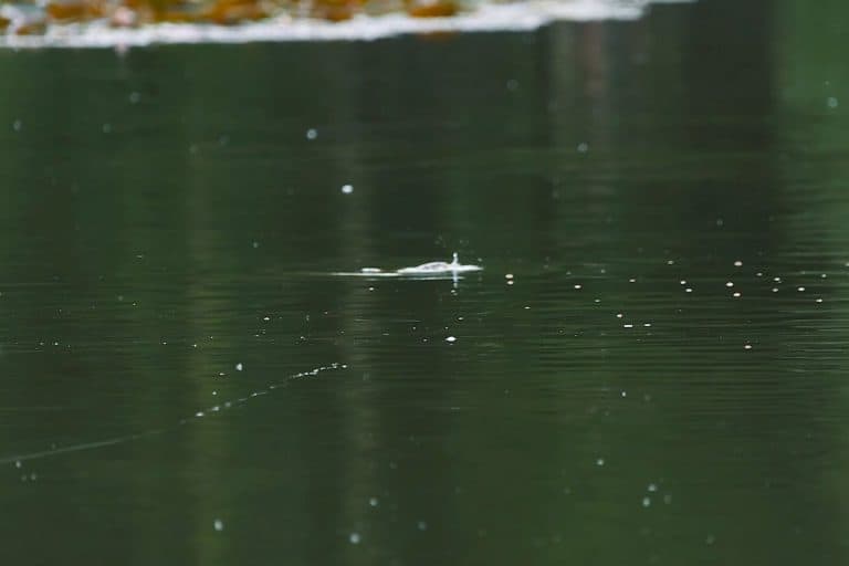 Surface Fishing for Carp: A Comprehensive Guide