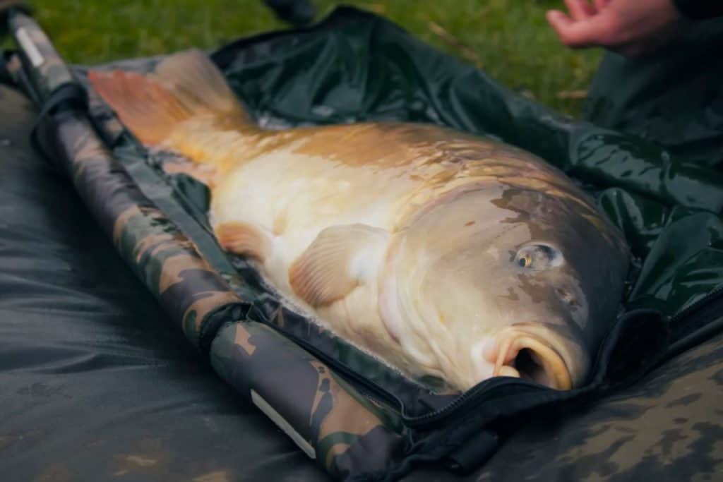 Proper Carp Fish Handling Techniques: A Conservation Guide