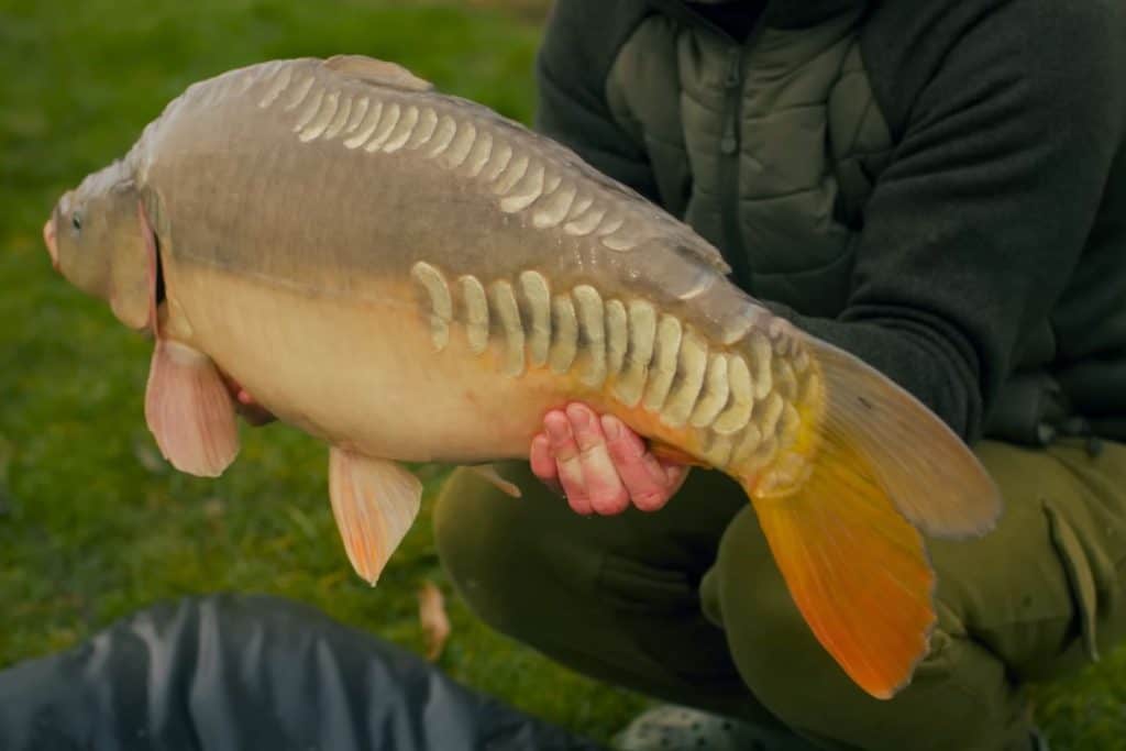 Proper Carp Fish Handling Techniques: A Conservation Guide