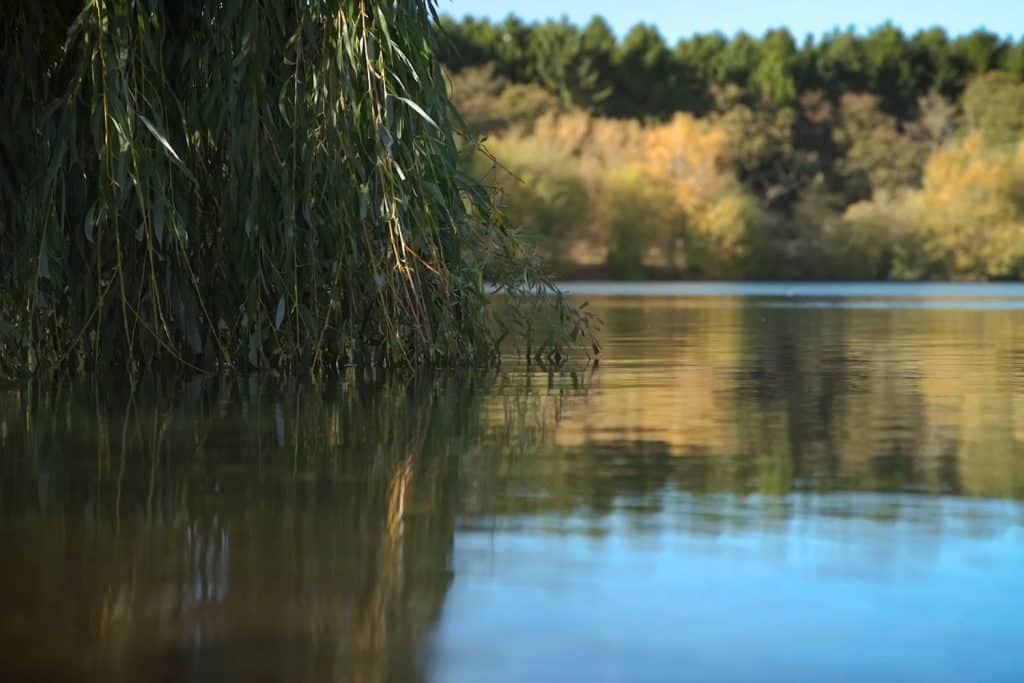 Mastering Water Features for Successful UK Carp Fishing